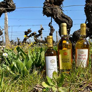 Jennifer - certified Wine guide - Local wine Guide in Bordeaux ...