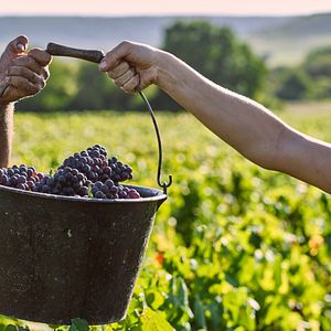 Raphael - Local wine Guide in Champagne | WineTourism.com