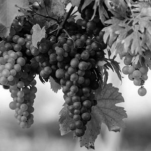 Eger Wine Tasting Tour - Guided Wine Tour in Etyek-Buda | WineTourism.com