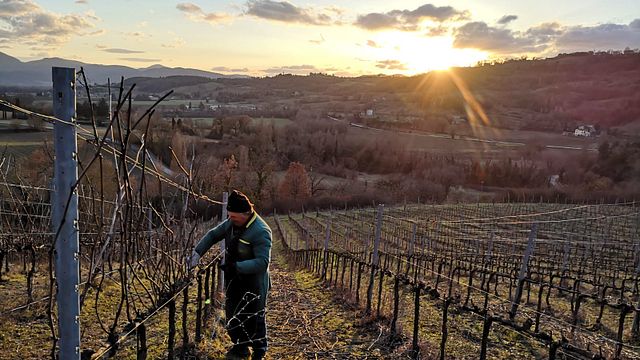 Weinprobe und Weinbergführung in Poggio Maiolo, Umbrien | Winetourism.com