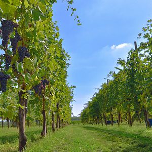 La Piemontina - Wine Tasting & Tour in Alto Piemonte in Piedmont ...