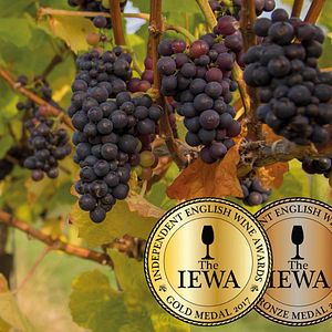 Tuffon Hall Vineyard - Visit and Tasting at Tuffon Hall Vineyard in ...