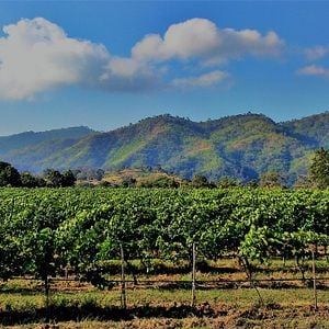 PB Valley Khao Yai Winery - Wine Tasting and Tour at PB Valley Khao Yai ...