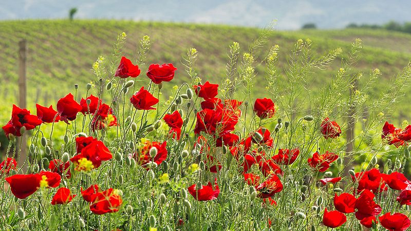 Tikveš Winery - Winery in Vardar River Valley | Winetourism.com