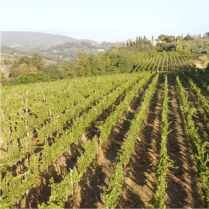 Fattoria Pietrafitta - Pietrafitta Wine Experience in Tuscany ...